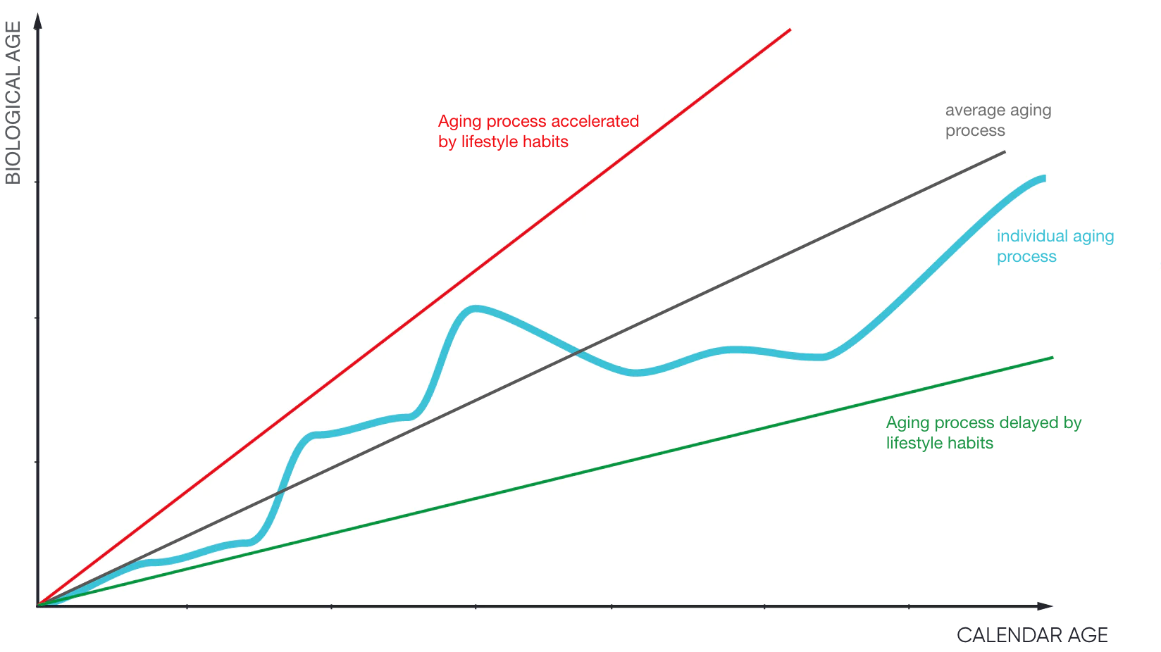 HRV (heart rate variability) - everything you need to know!